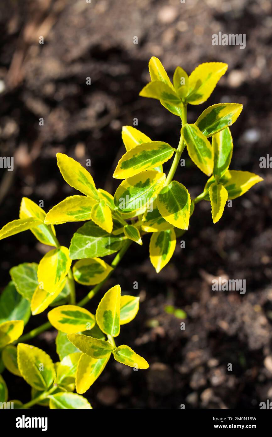 Branch of Euonymus fortunei (common names spindle or Fortune's spindle ...