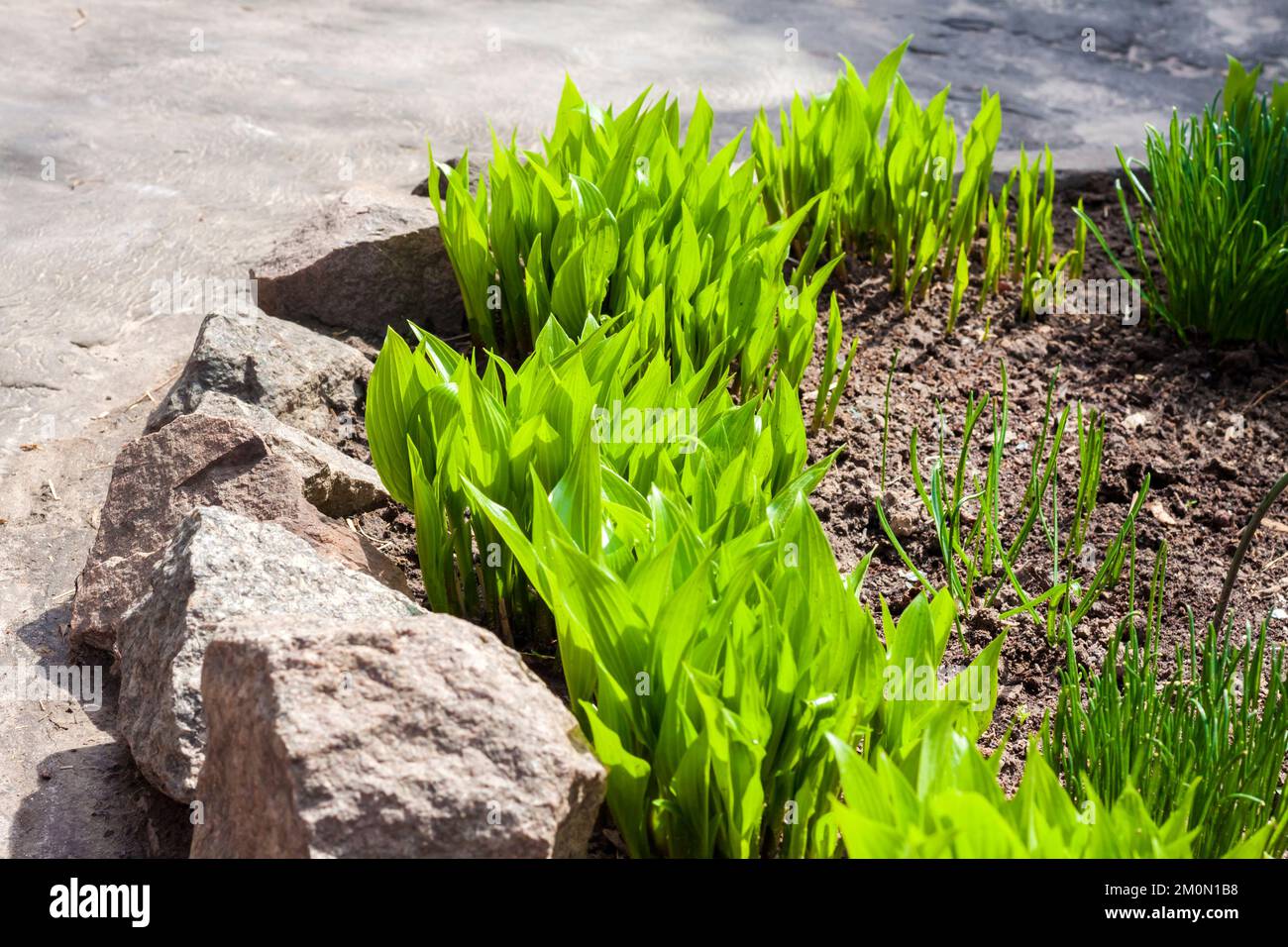 Young Hosta lancifolia plants in garden in spring sunny day Stock Photo ...