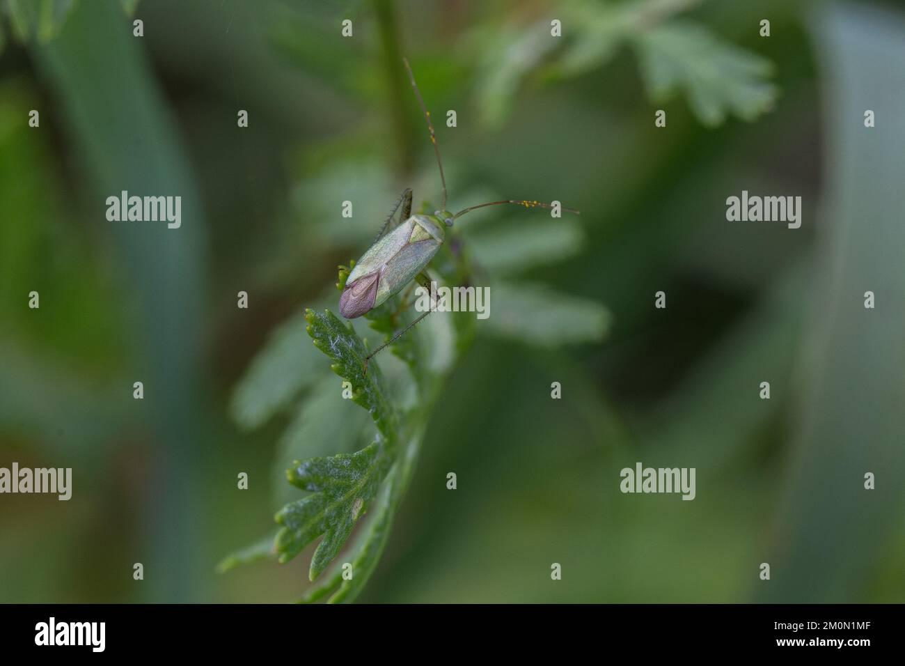 Quadripunctatus hi-res stock photography and images - Alamy