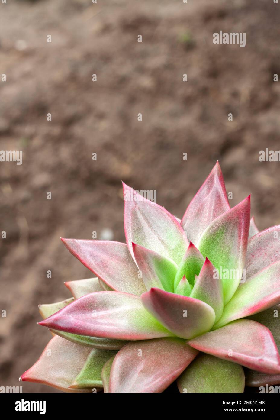 Echeveria Red Taurus plant closeup. Evergreen succulent plant with ...