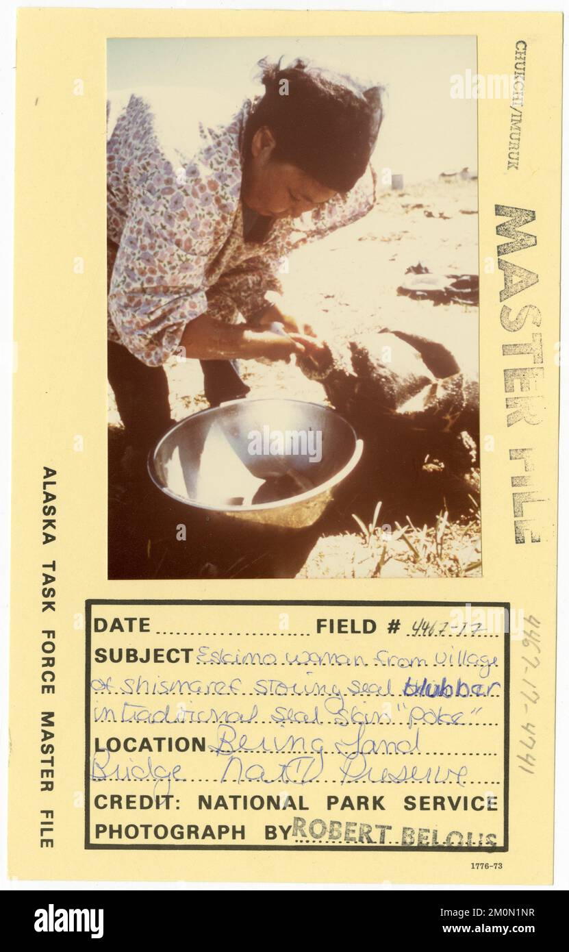 Eskimo woman at the village of Shismaref storing seal blubber in ...