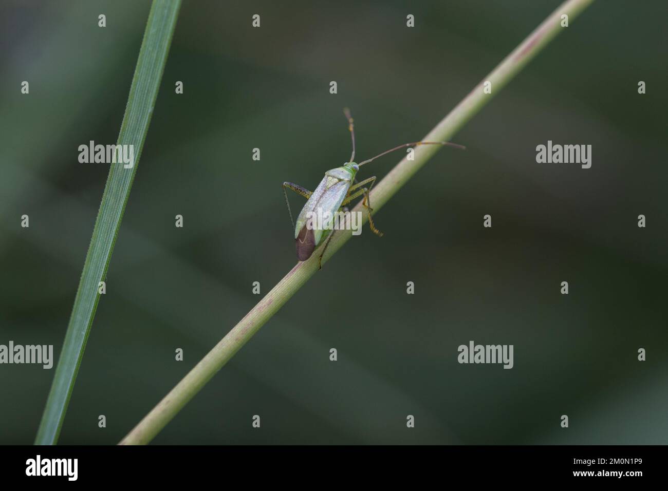 Bug Adelphocoris quadripunctatus in the natural environment Stock Photo ...