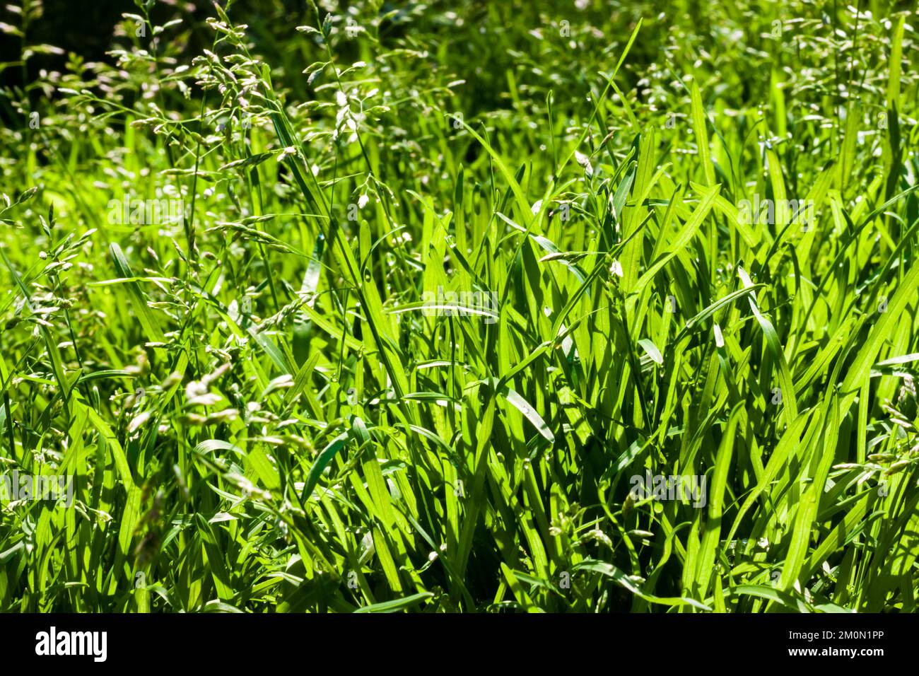 Green grass closeup natural background Stock Photo - Alamy