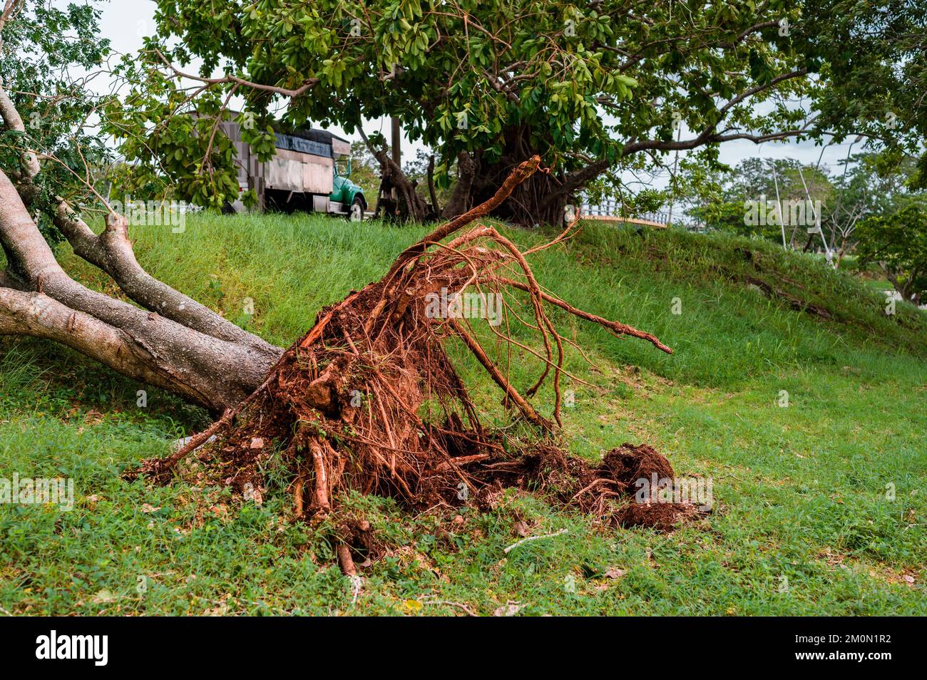 fallen tree on a green area with big warm roots still fresh. On the ...