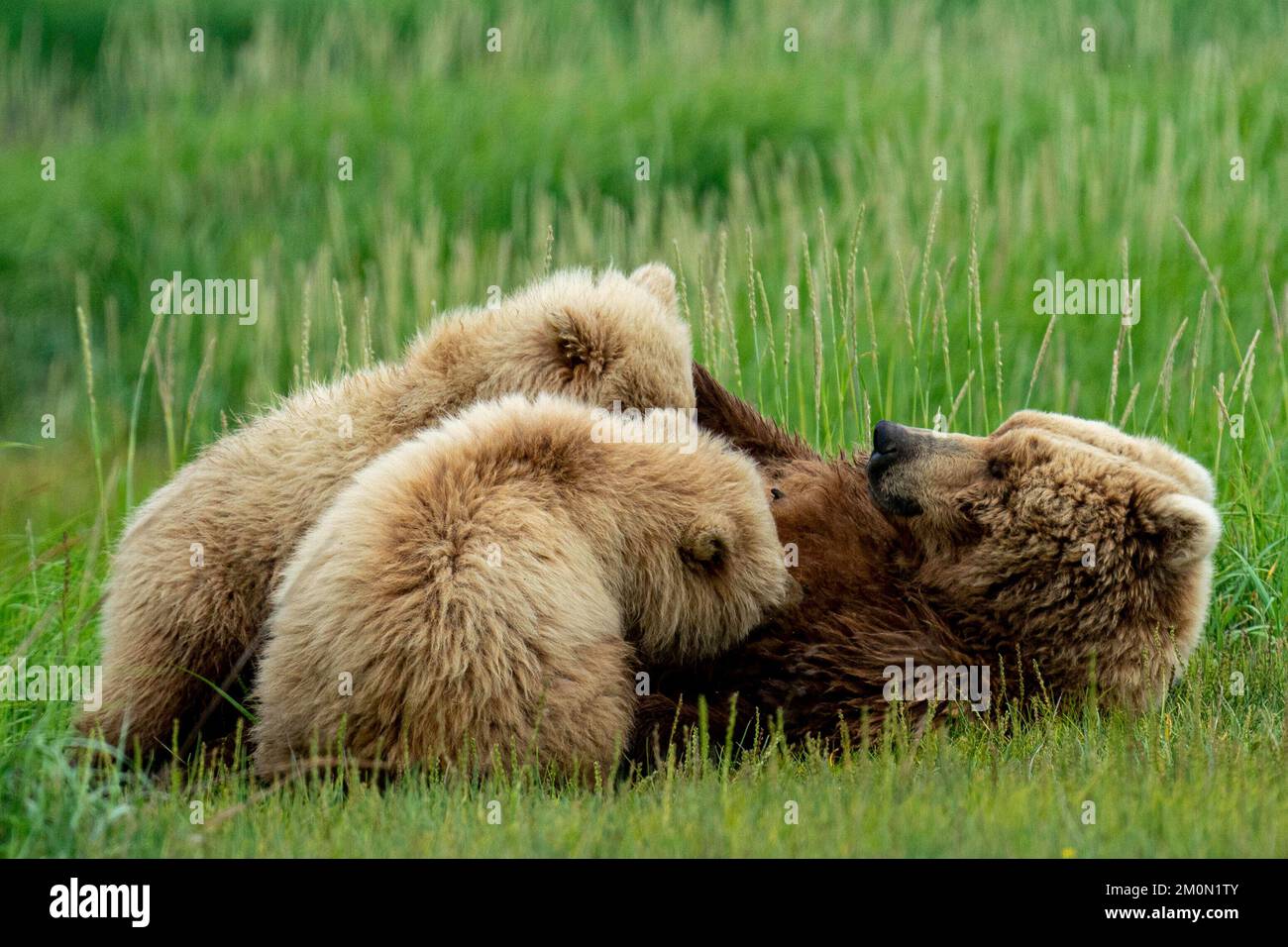 Snuggling into mum. Alaska, USA: THESE ADORABLE images show two fluffy ...
