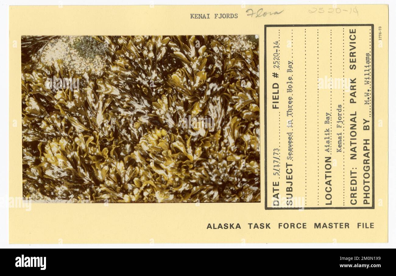 Seaweed habitat Cut Out Stock Images & Pictures - Alamy