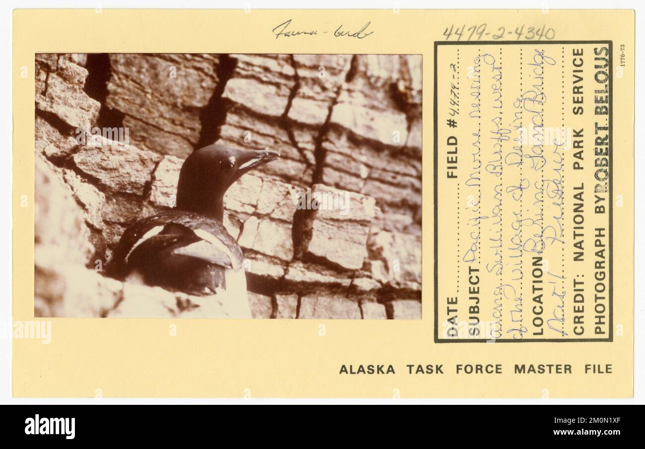 Pacific murre nesting along Sullivan Bluffs, west of the village of ...