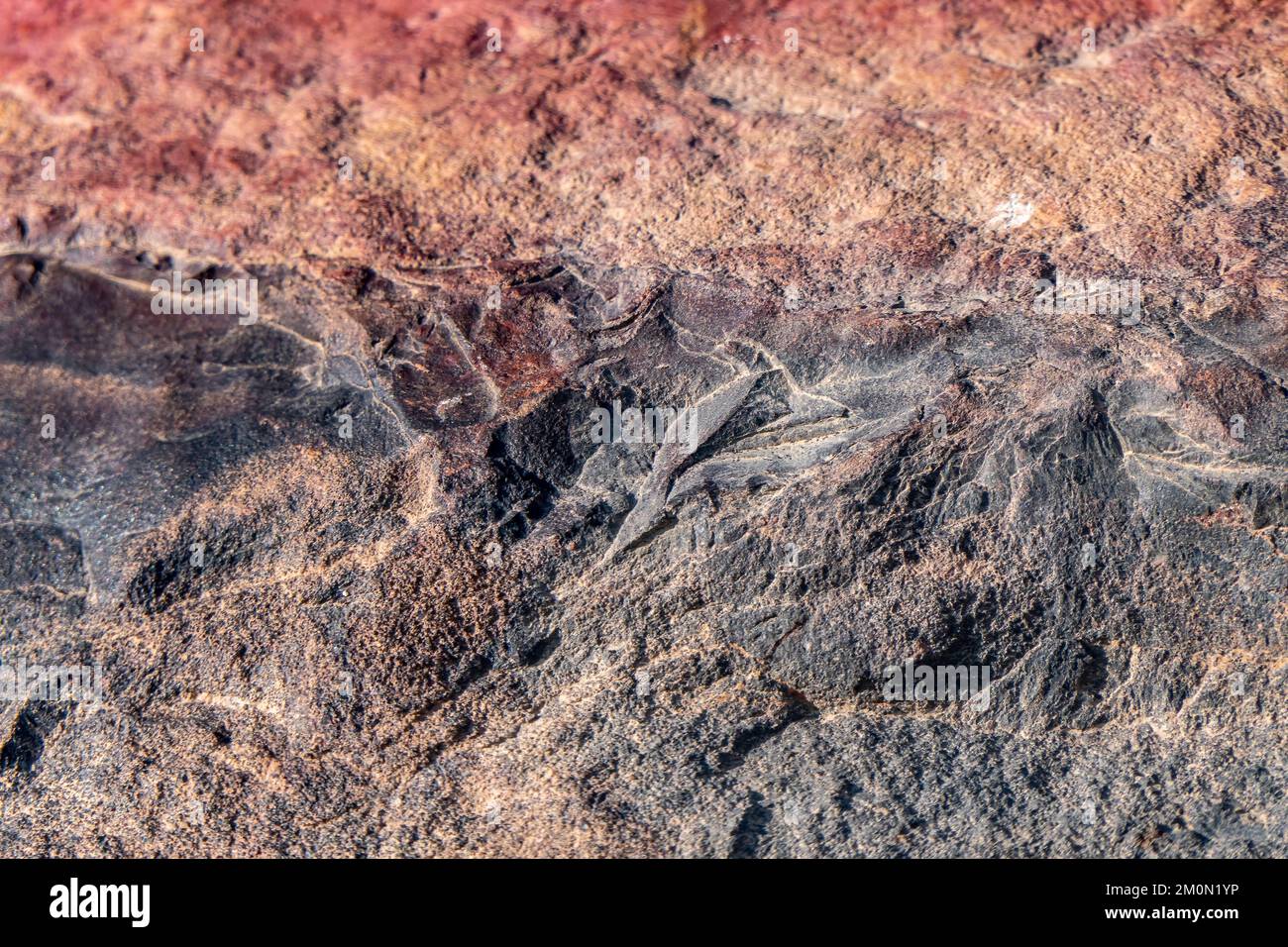 Colorful surface of mineralized stone. Ramon crater. Desert of the ...