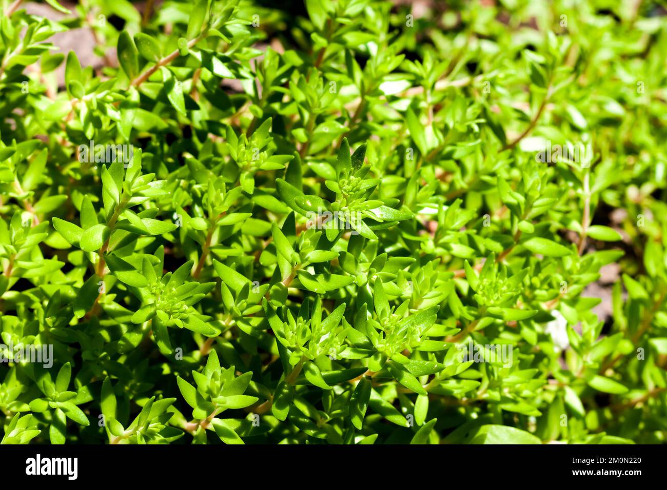 Sedum sarmentosum, known as stringy stonecrop, gold moss stonecrop, and ...