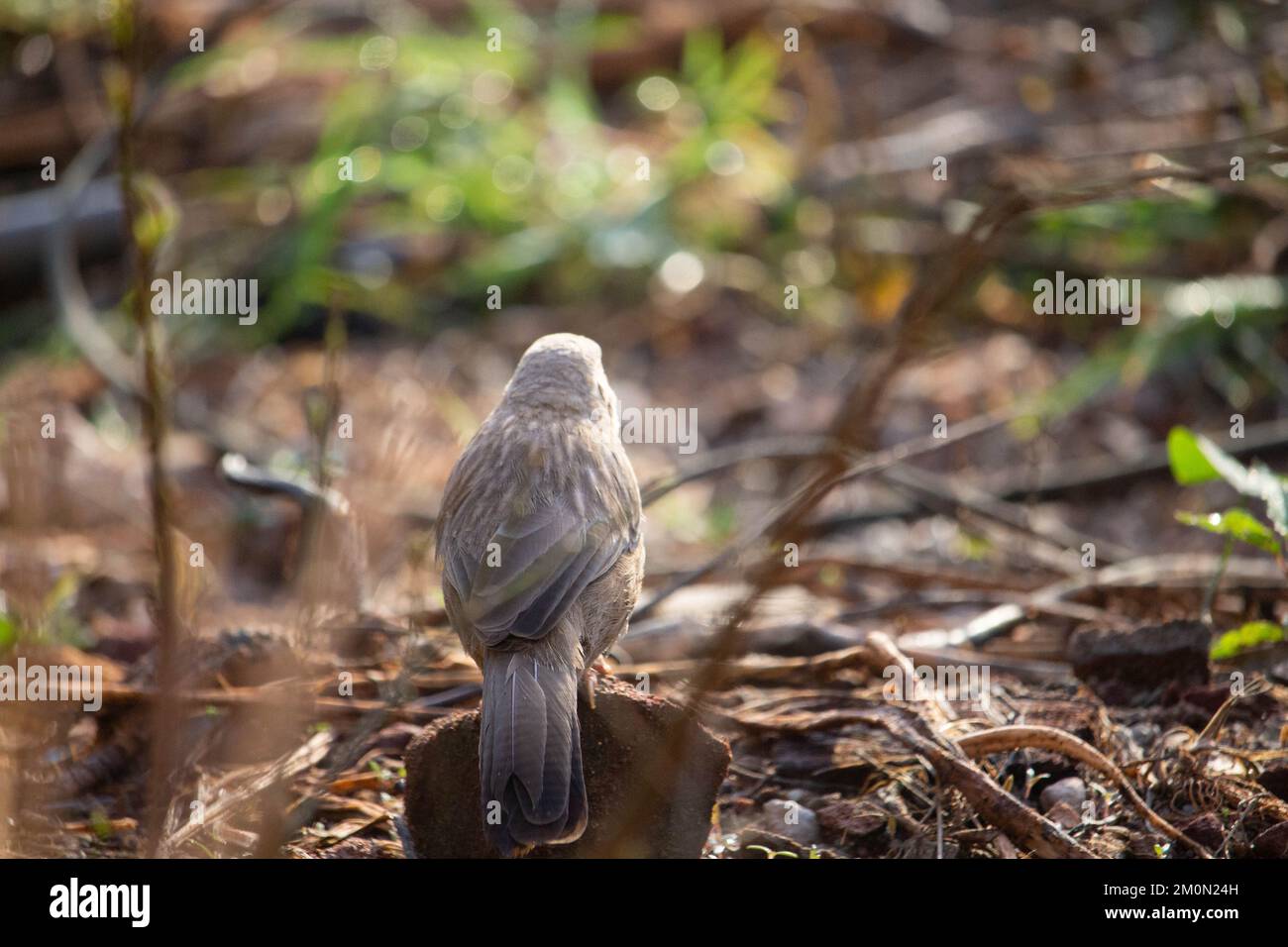 A bird waiting on the ground searching for its prey Stock Photo - Alamy