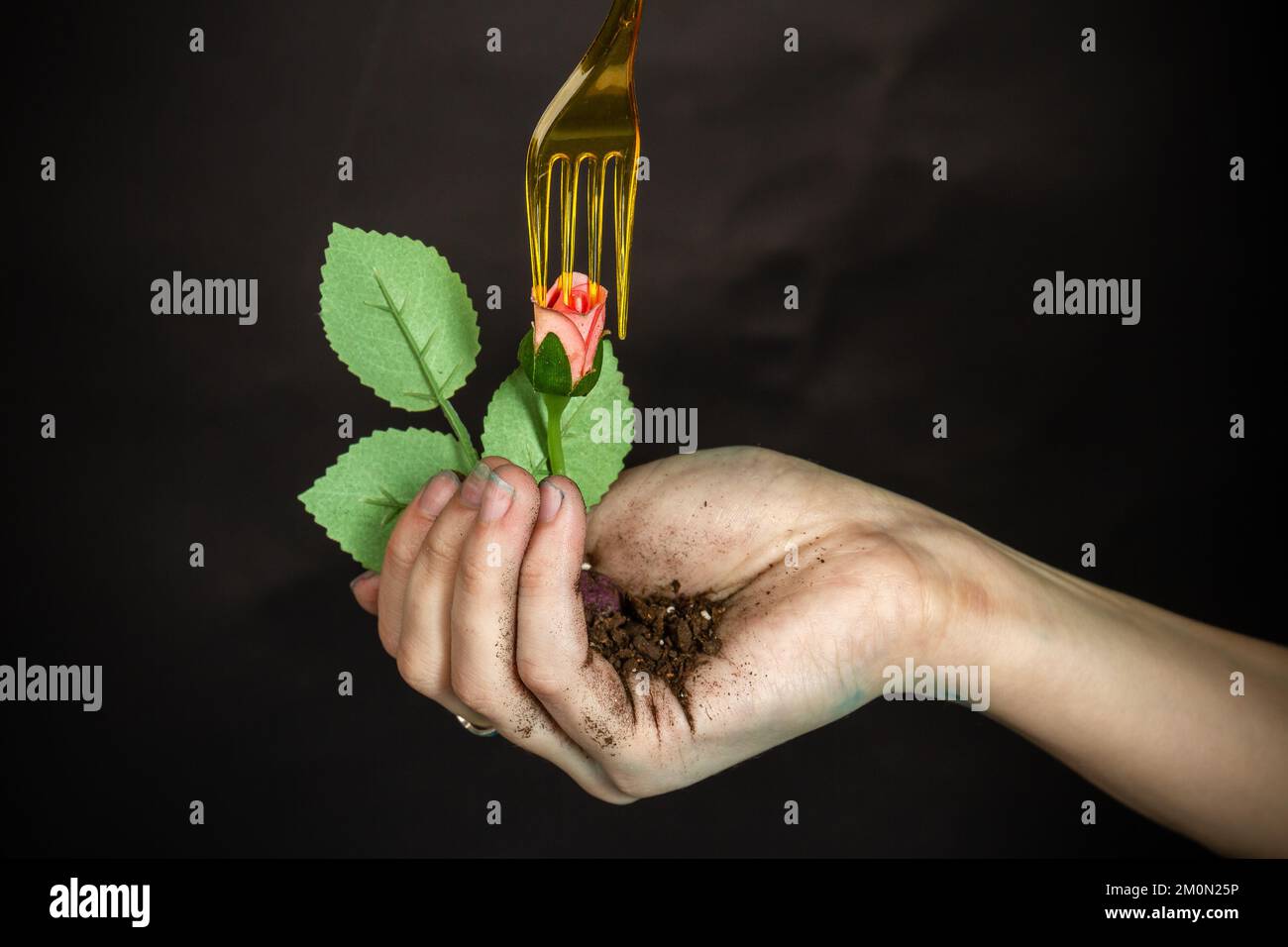 Close up plastic fork pierces rose flower. Concept of damage to nature ...