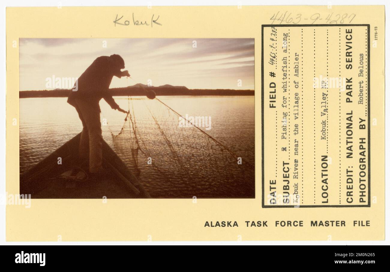 Fishing for whitefish along Kobuk River near the village of Ambler ...
