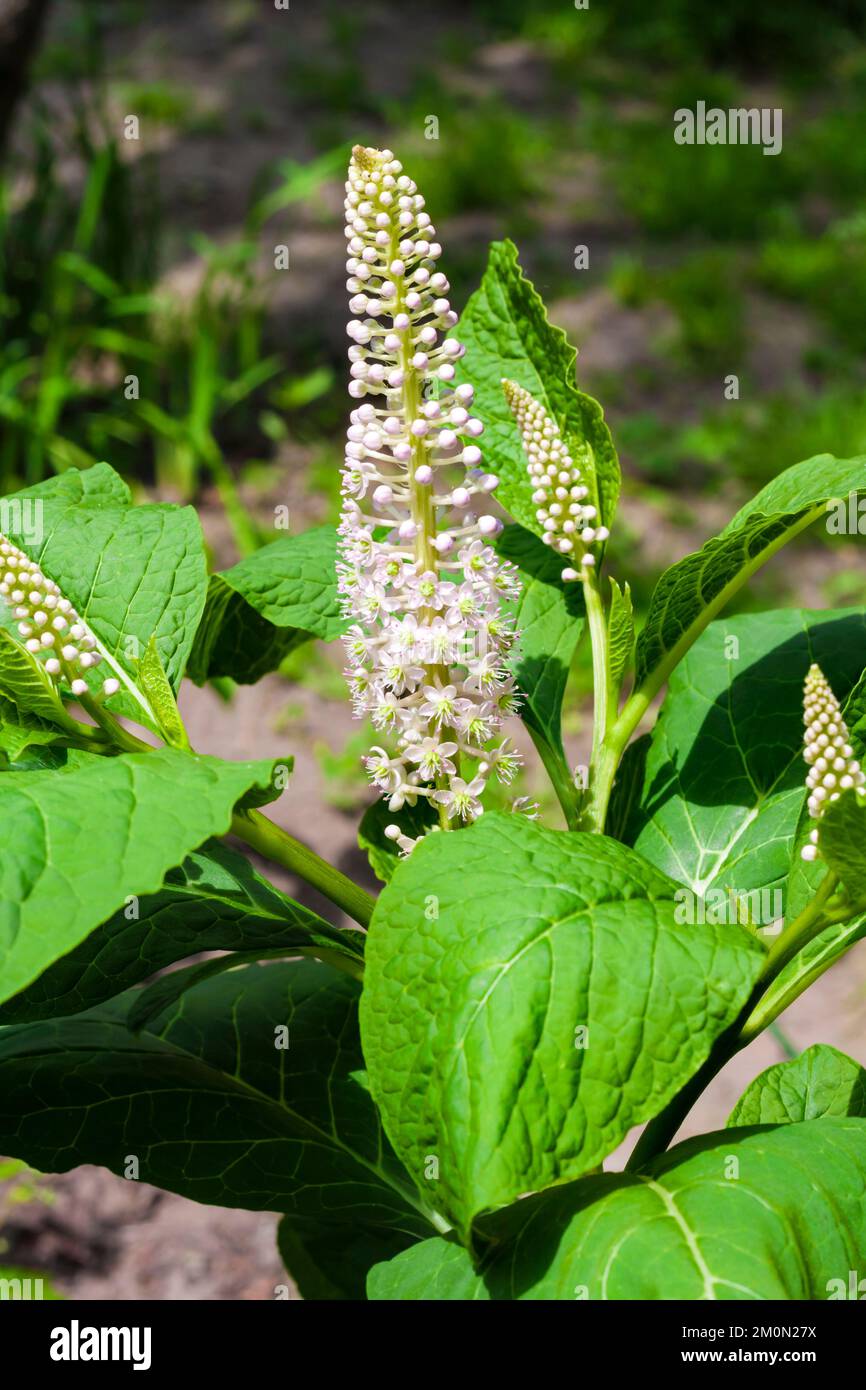 Phytolacca (known as pokeweeds, pokebush, pokeberry, pokeroot or poke ...