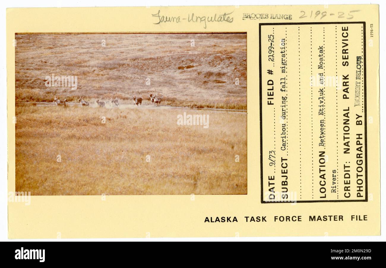 Caribou during fall migration. Alaska Task Force Photographs Stock ...