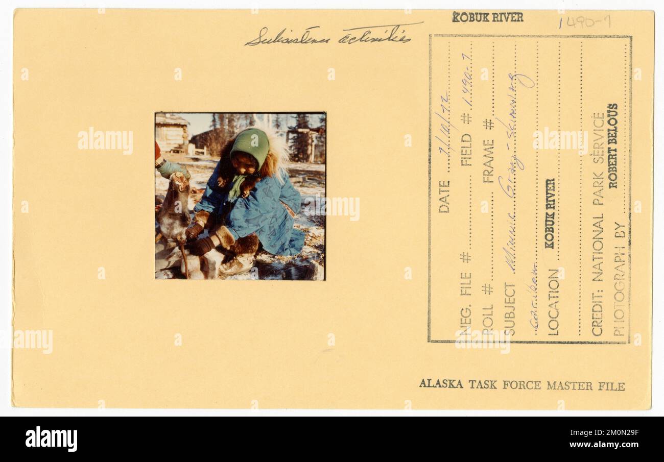 Minnie Gray skinning caribou. Alaska Task Force Photographs Stock Photo ...