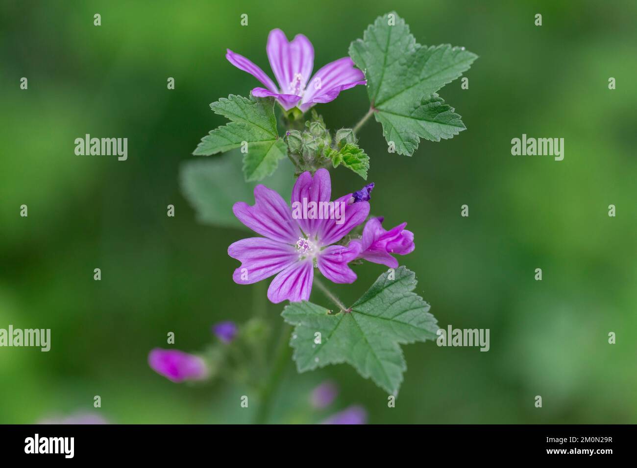 Malva sylvestris is a species in the family of Malvaceae. Flowers of ...
