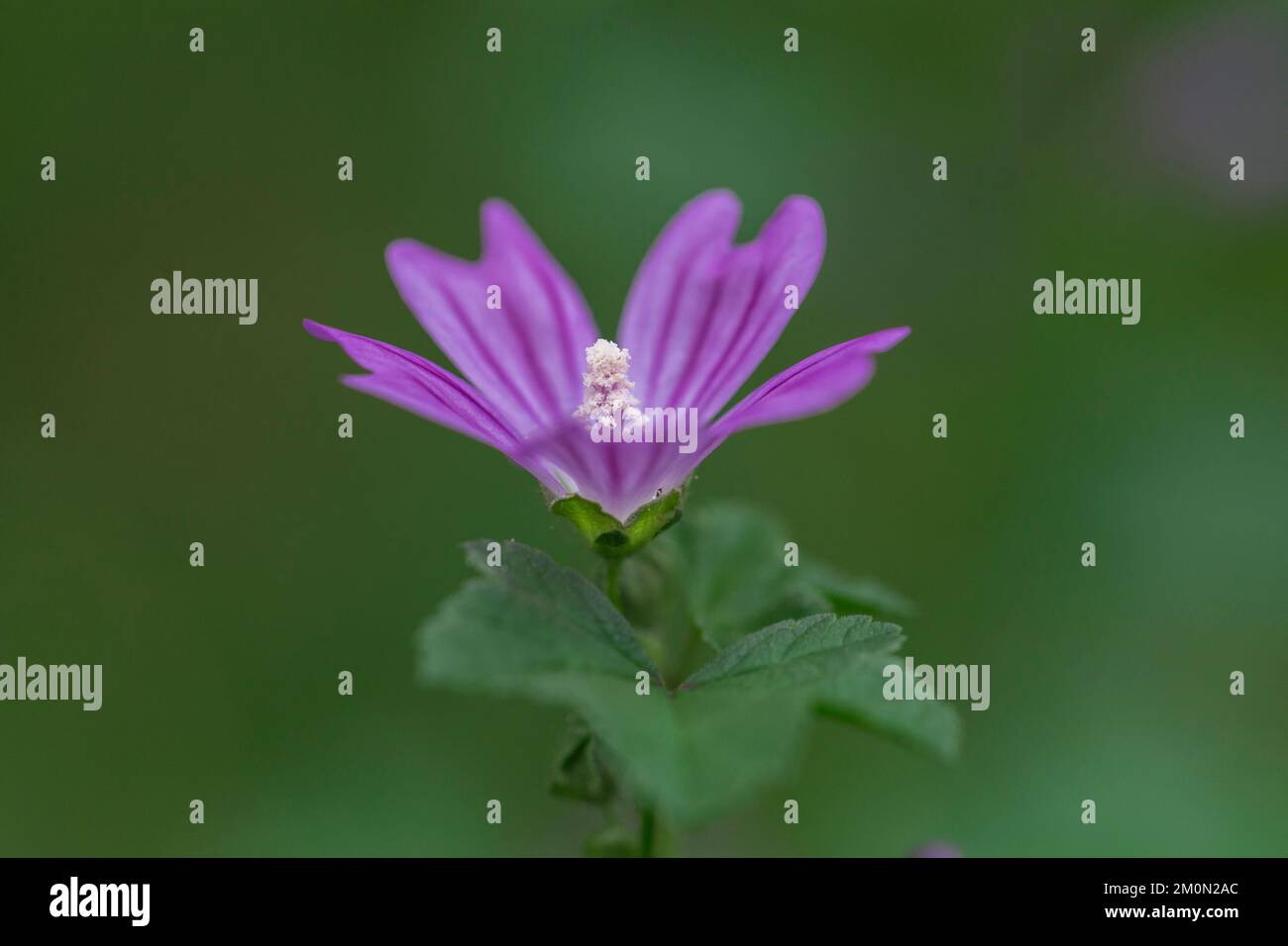 Malva sylvestris is a species in the family of Malvaceae. Flowers of ...