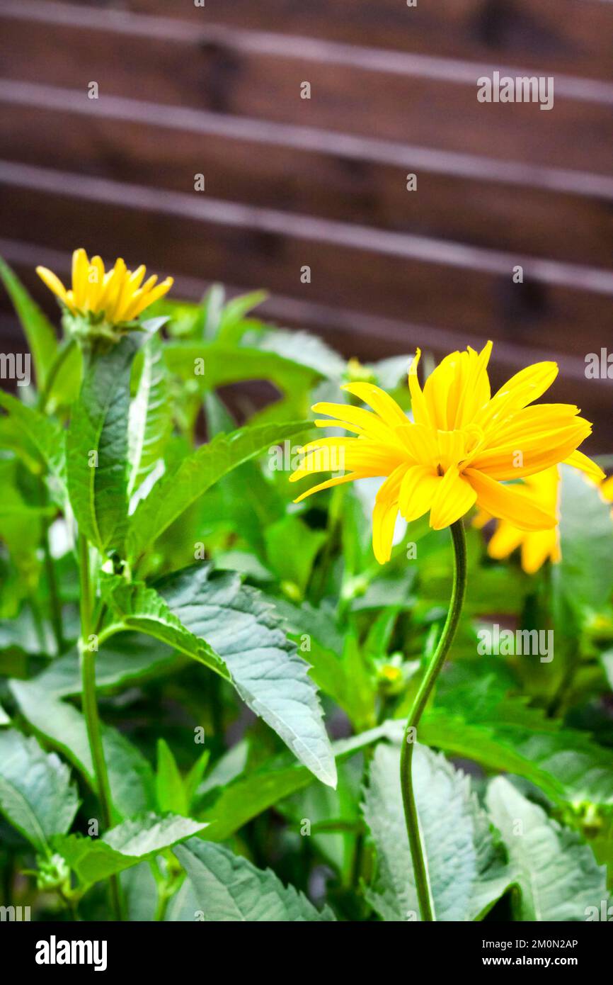Closeup of blooming yellow heliopsis flowers hi-res stock photography ...