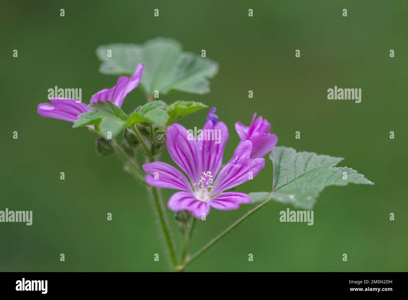 Malva sylvestris is a species in the family of Malvaceae. Flowers of ...