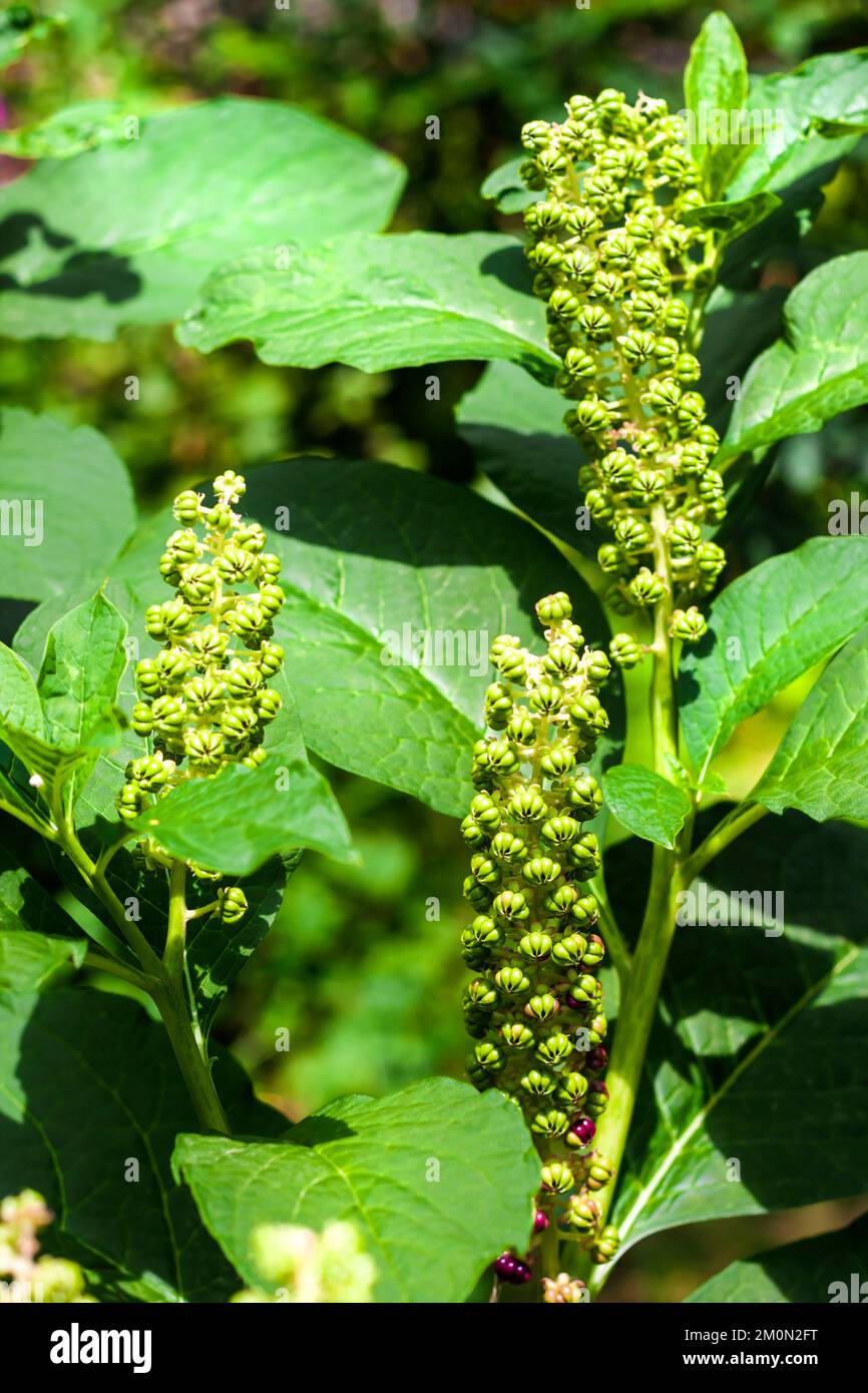 Phytolacca (known as pokeweeds, pokebush, pokeberry, pokeroot or poke ...