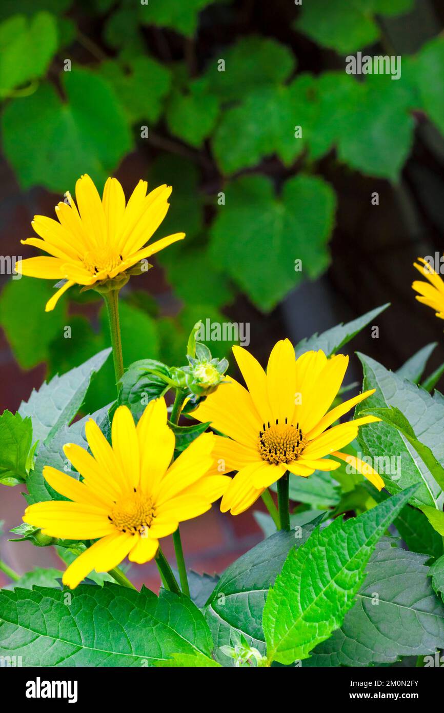 Heliopsis flowers hi-res stock photography and images - Alamy