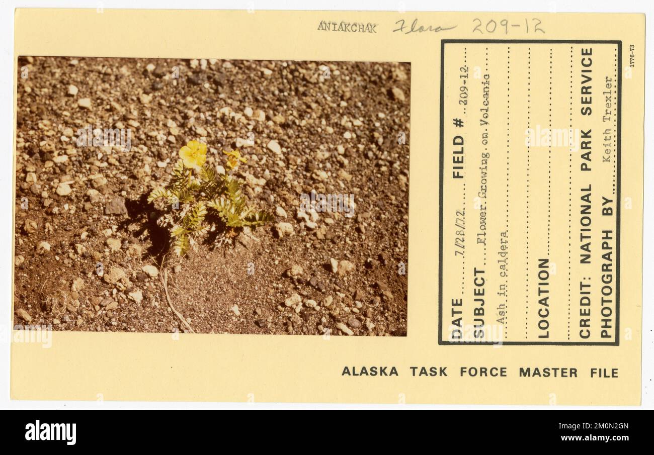 Flower growing on volcanic ash in caldera. Alaska Task Force ...