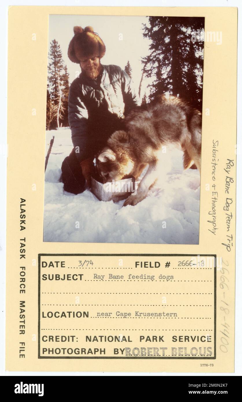Ray Bane feeding dogs. Alaska Task Force Photographs Stock Photo - Alamy