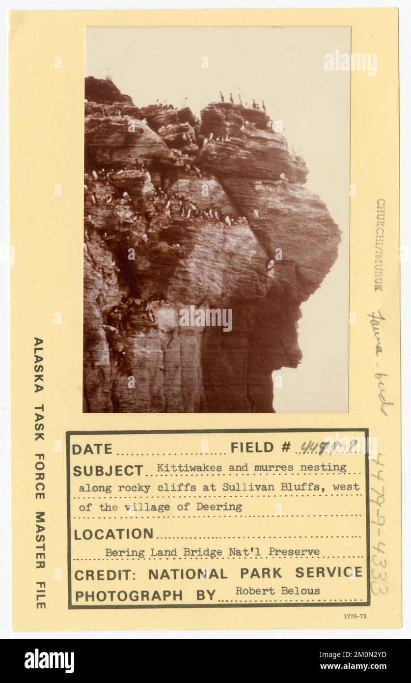 Kittiwakes and murres nesting along rocky cliffs at Sullivan Bluffs ...