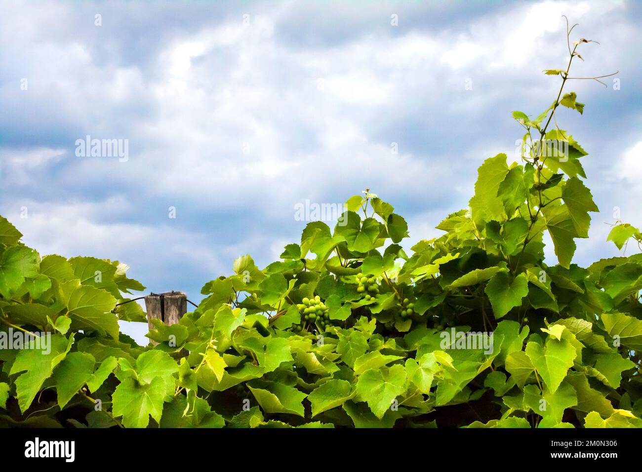 Grapevine with green grapes on cloudy sky background. Natural ...