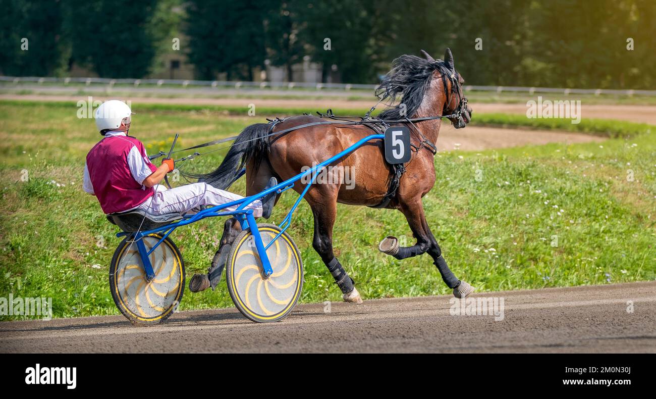 Trotting derby hi-res stock photography and images - Alamy