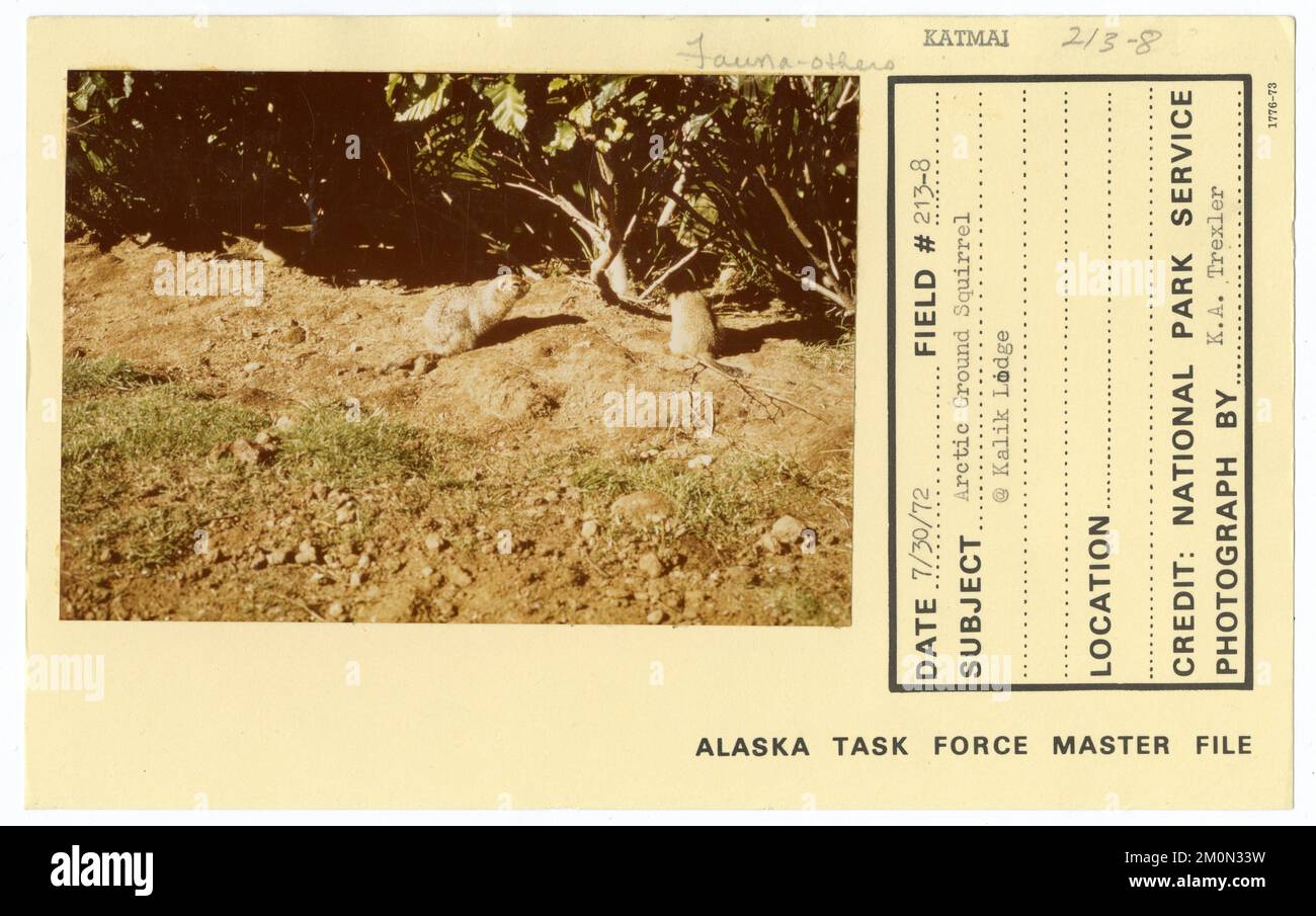 Arctic ground squirrel at Kalik Lodge. Alaska Task Force Photographs ...