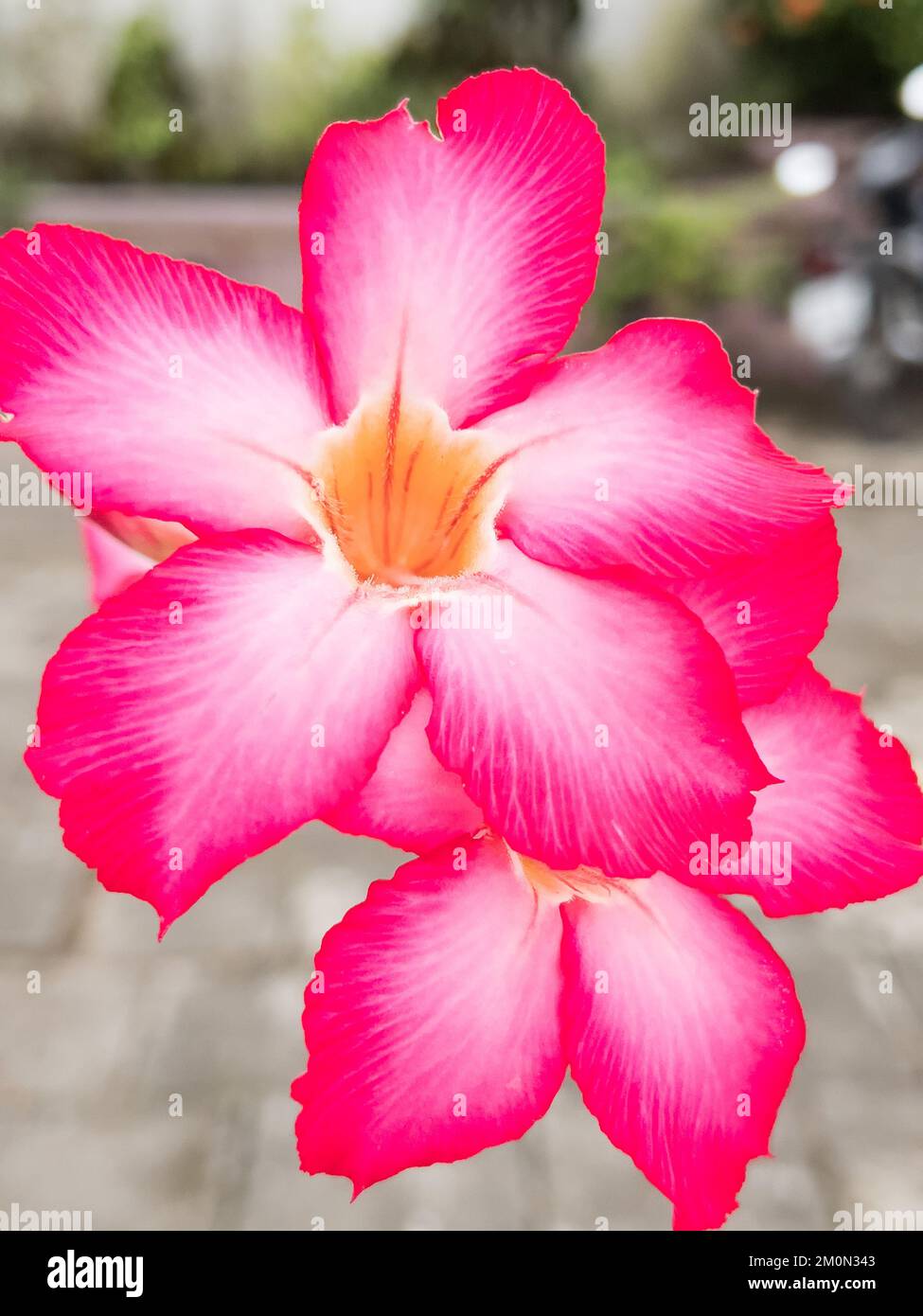 Picture of flower captured at a temple at Hoi An Vietnam Stock Photo ...