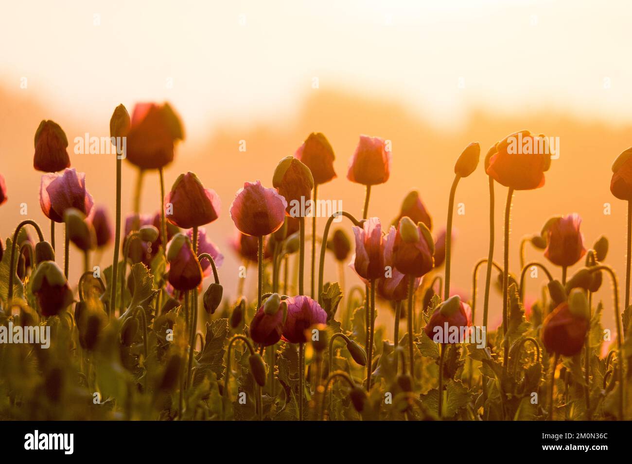 The pink poppy field with calm dreamy sunlight Stock Photo - Alamy