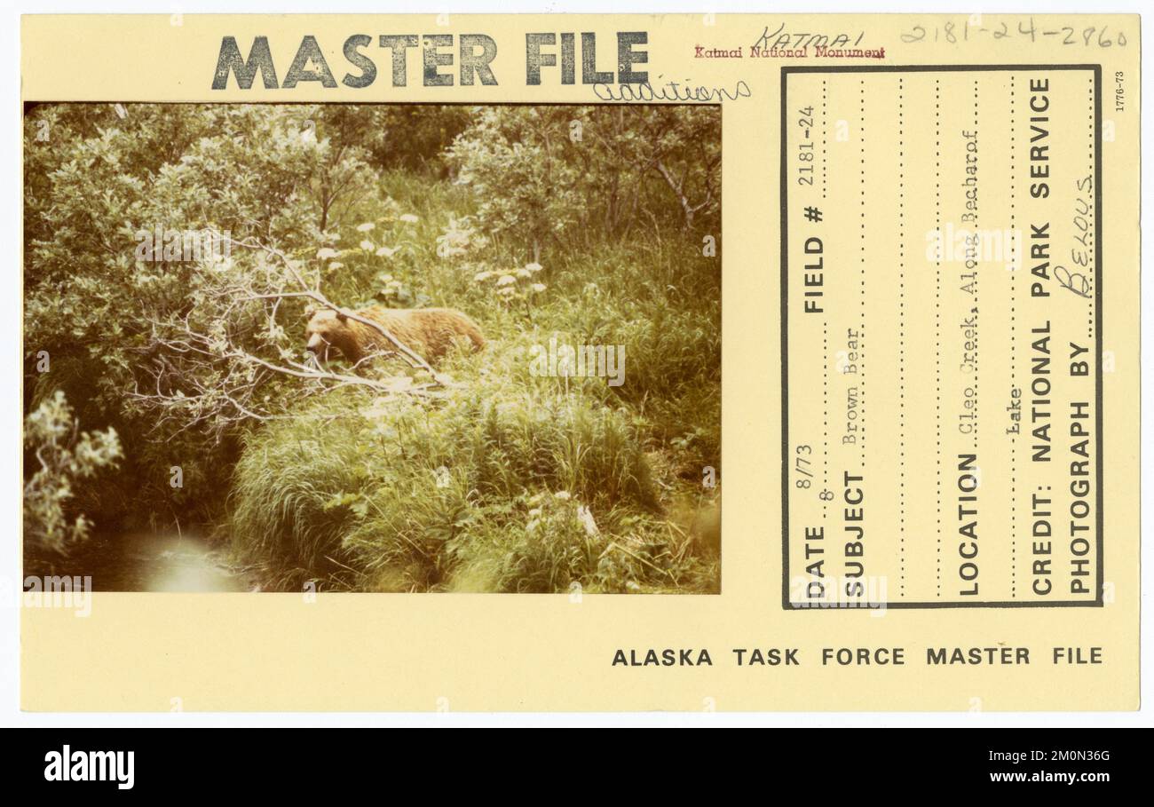 Brown bear. Alaska Task Force Photographs Stock Photo - Alamy