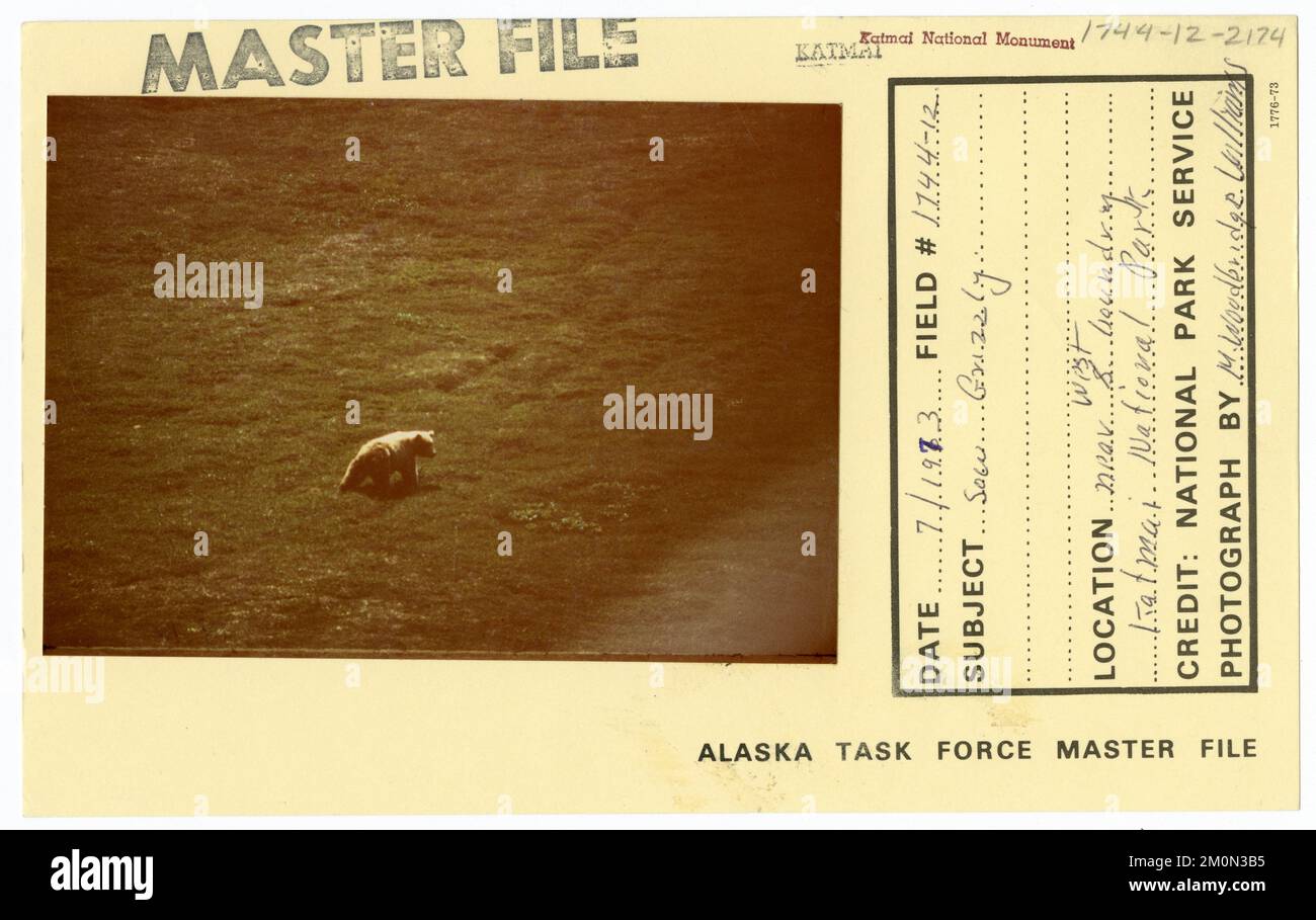 Sow grizzly Cut Out Stock Images & Pictures - Alamy
