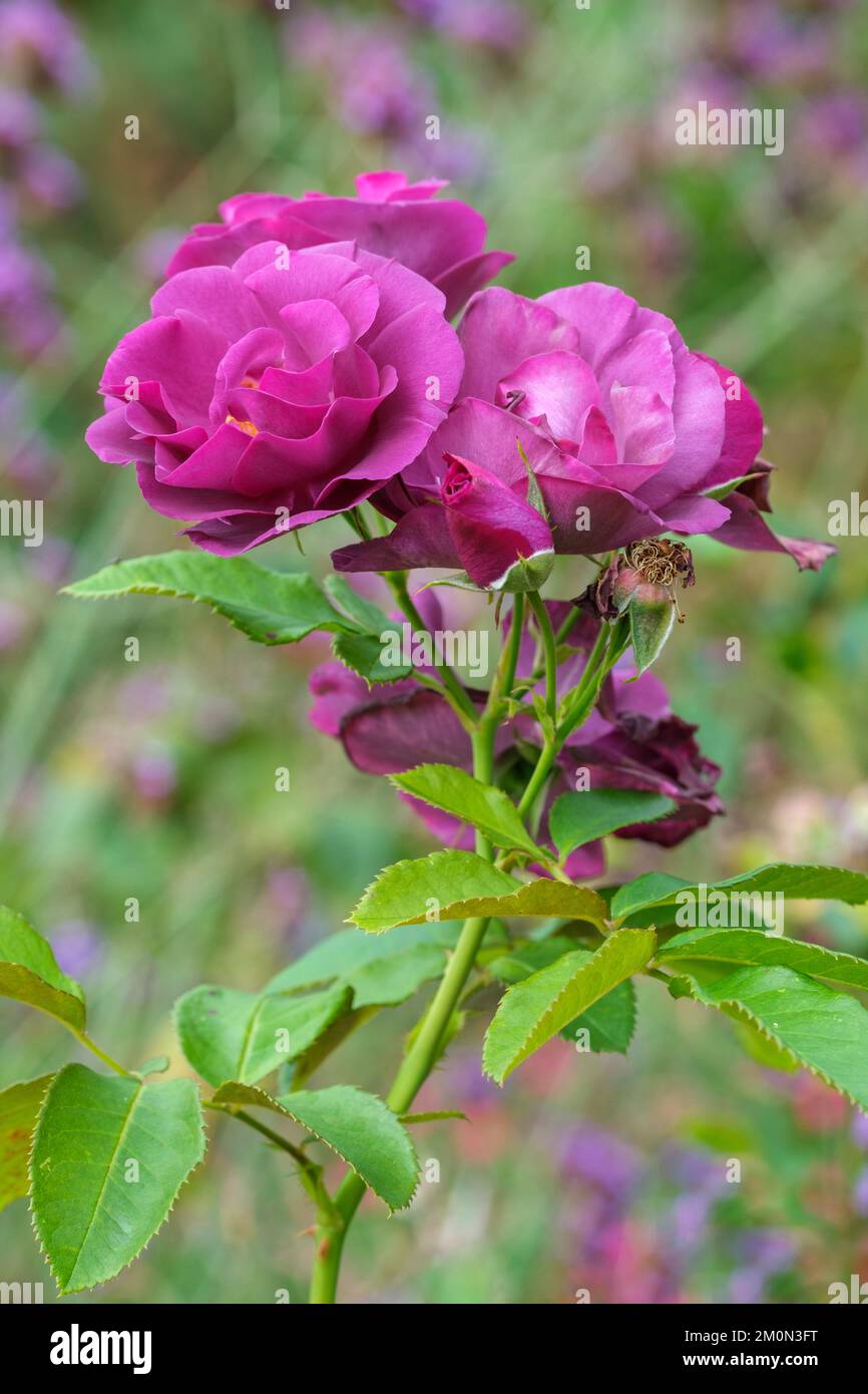 Rosa Rhapsody in Blue, rose Rhapsody in Blue, Rosa Frantasia, shrub ...
