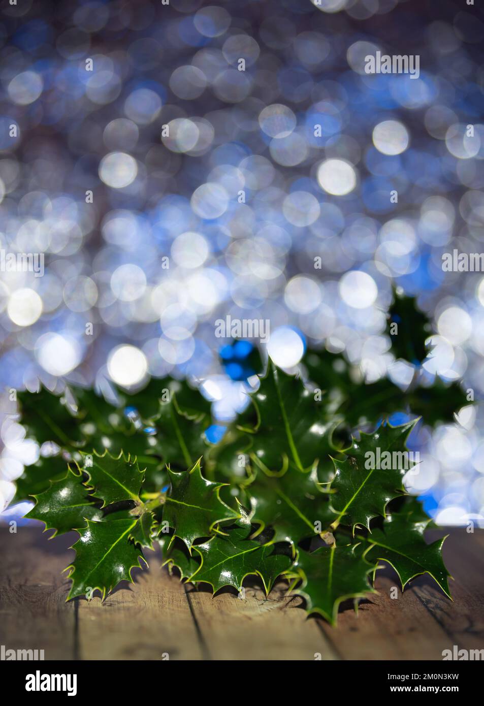 Holly tree (Ilex aquifolium) on a shiny, sparkling, colourful ...