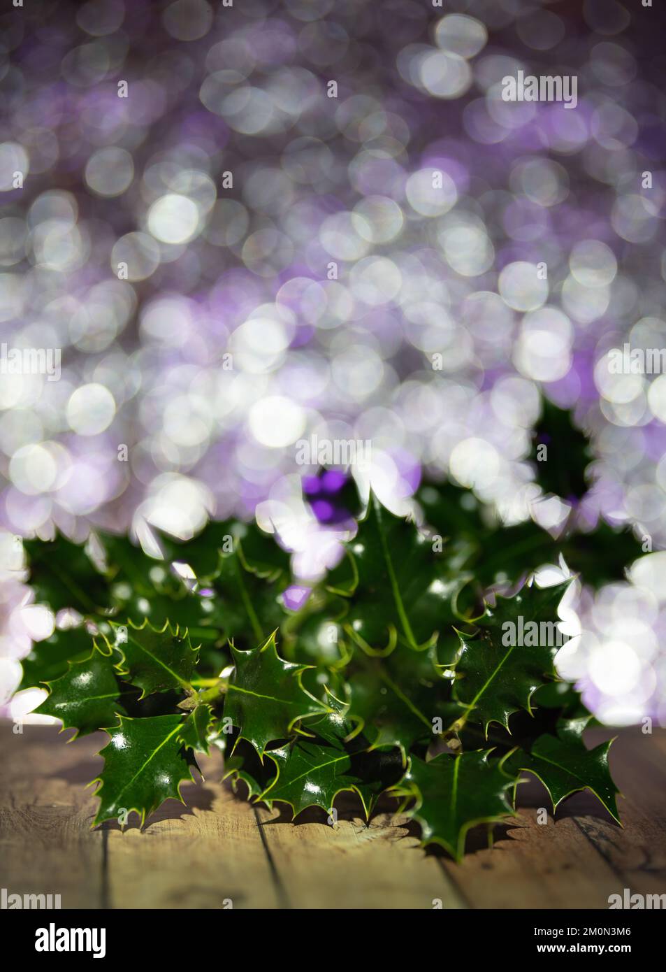 Holly tree (Ilex aquifolium) on a shiny, sparkling, colourful ...