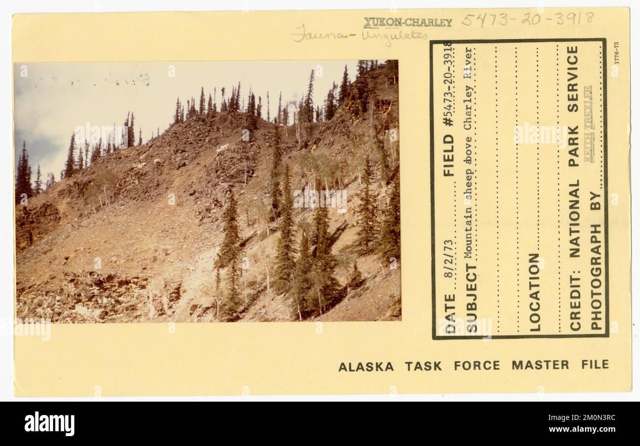 Mountain sheep above Charley River. Alaska Task Force Photographs Stock ...