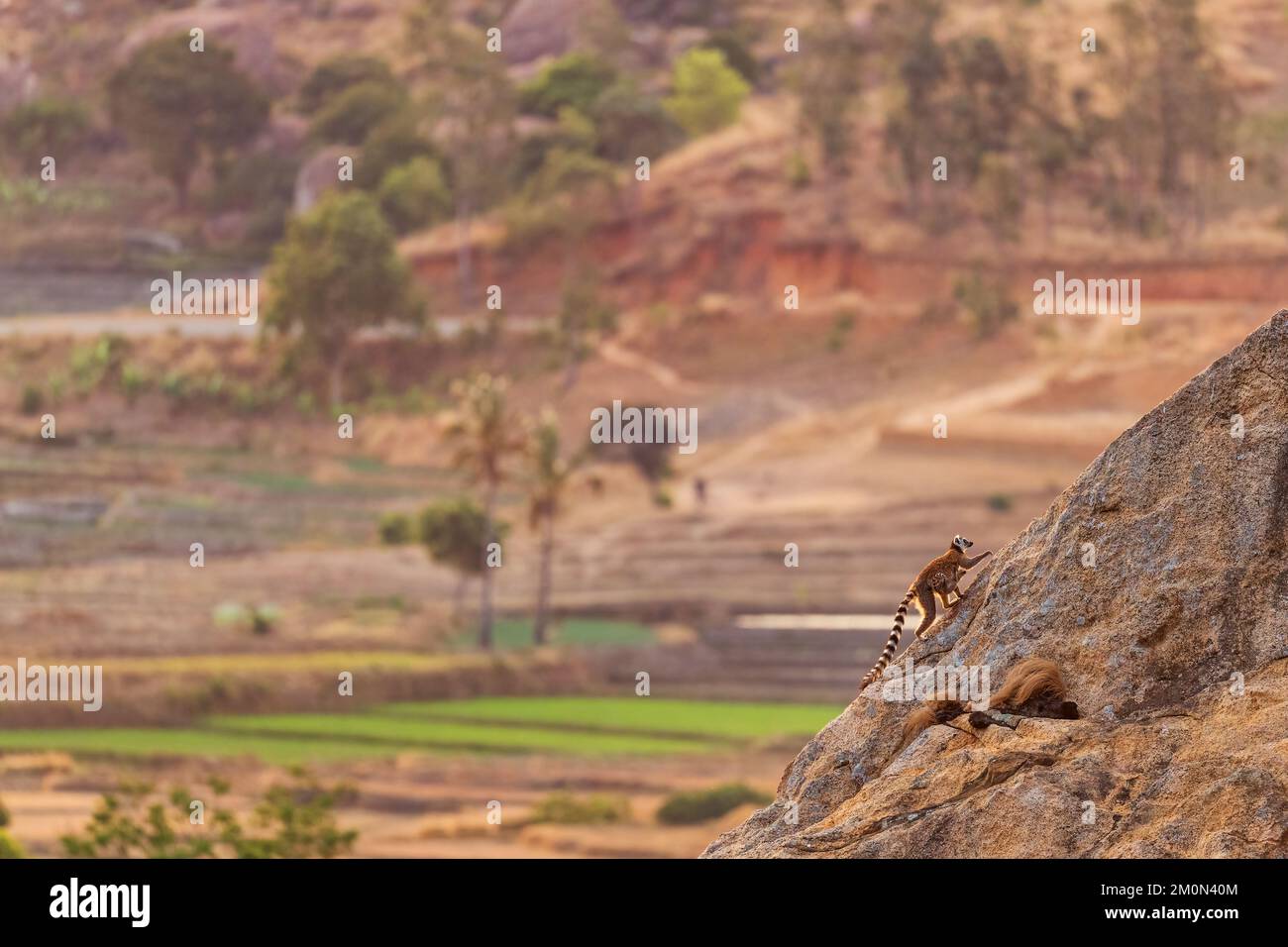 Ring-tailed Lemur - Lemur catta, beautiful lemur from Southern ...
