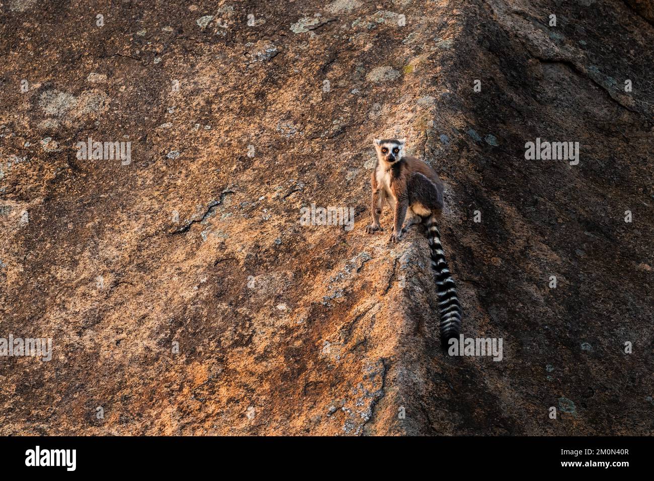 Ring-tailed Lemur - Lemur catta, beautiful lemur from Southern ...
