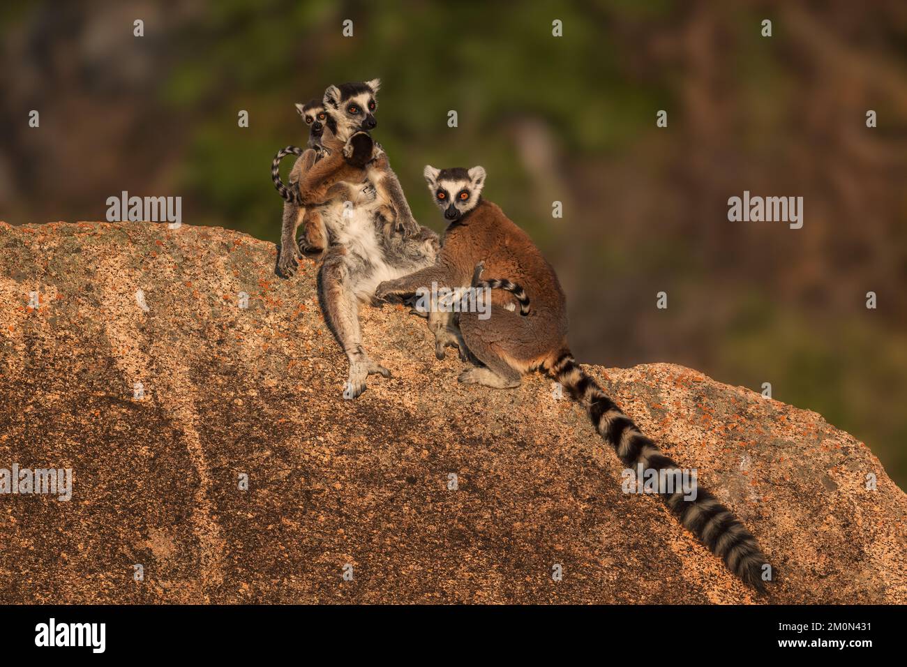 Ring-tailed Lemur - Lemur catta, beautiful lemur from Southern ...