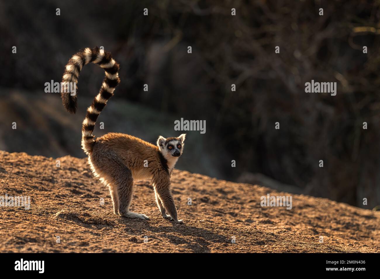 Ring-tailed Lemur - Lemur catta, beautiful lemur from Southern ...