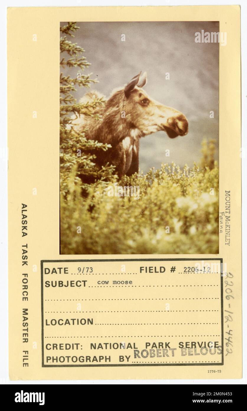 Cow moose. Alaska Task Force Photographs Stock Photo - Alamy