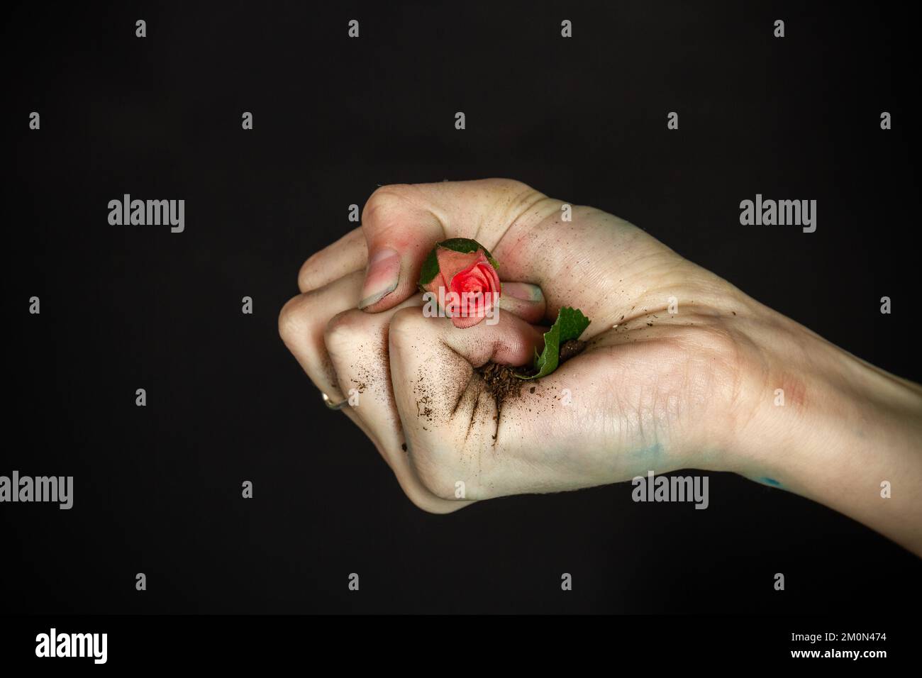 Close up womans hand clenching flowers in a fist. Concept of enviroment ...
