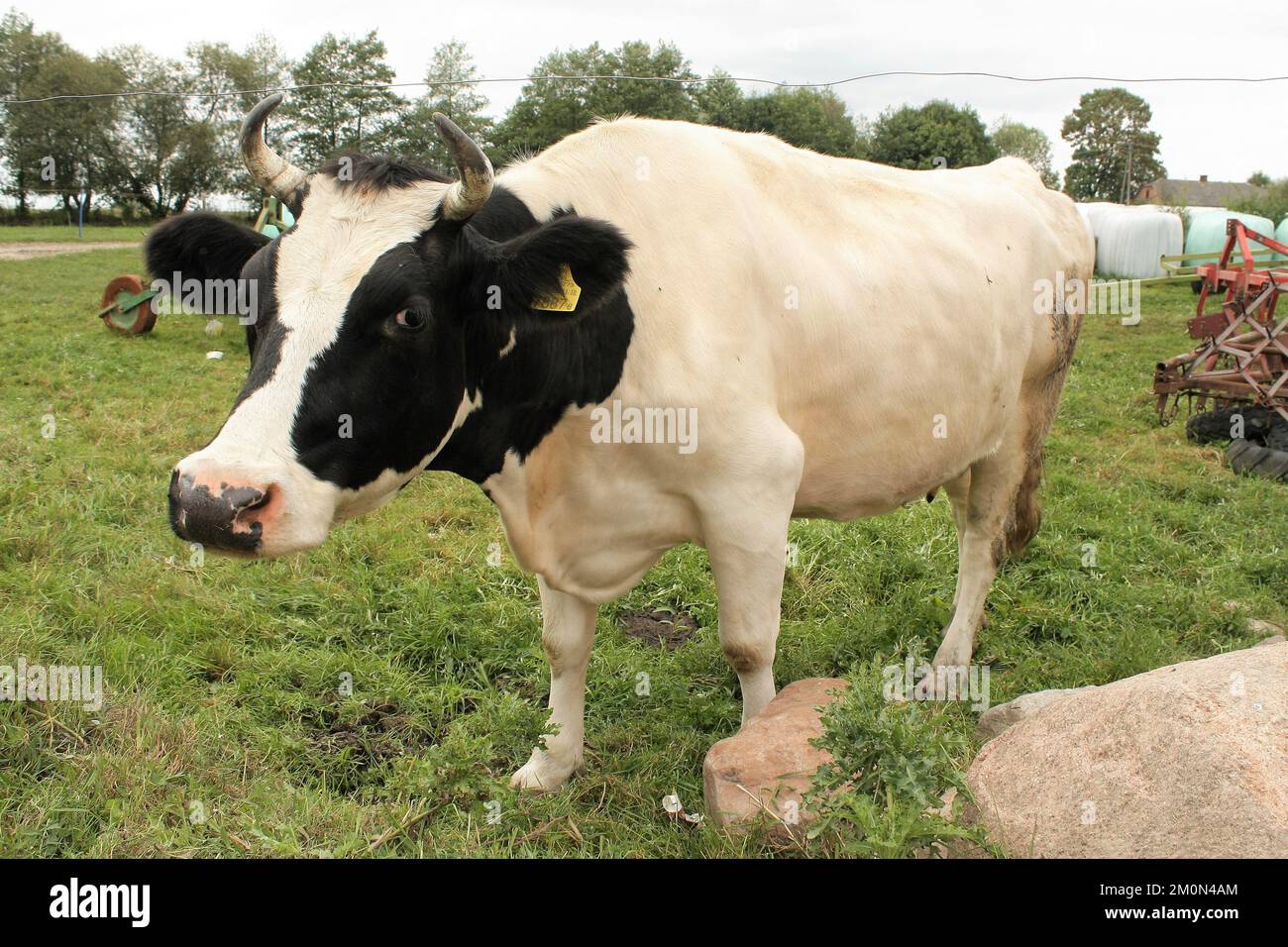 4 year old boy and cows Stock Photo - Alamy