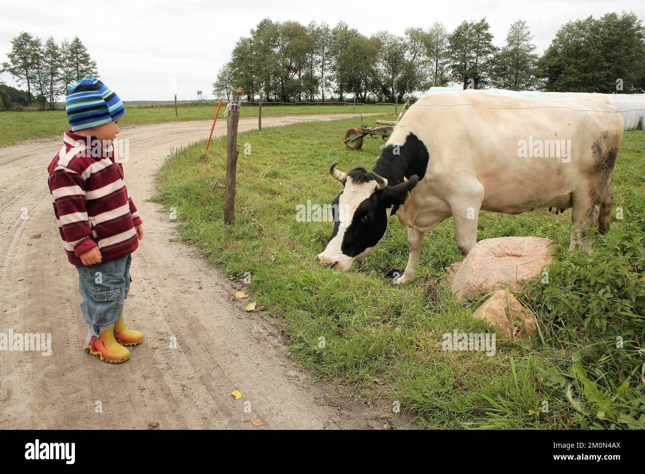 4 year old boy and cows Stock Photo - Alamy