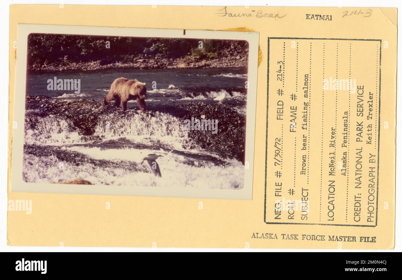 Brown bear fishing salmon. Alaska Task Force Photographs Stock Photo ...