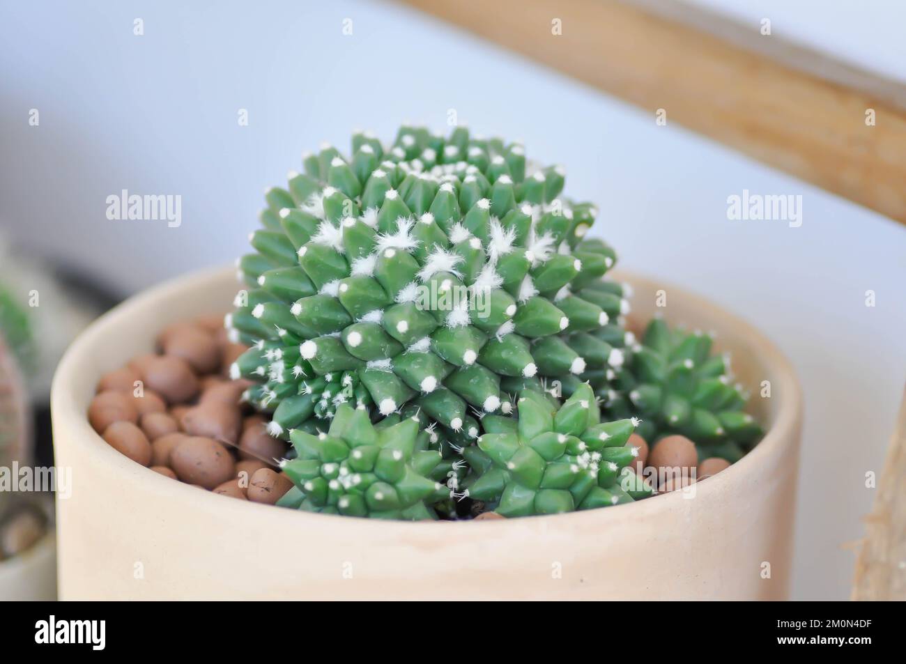 Mammillaria Or Mammillaria Erusamu F Or Mammillaria Bucareliensis