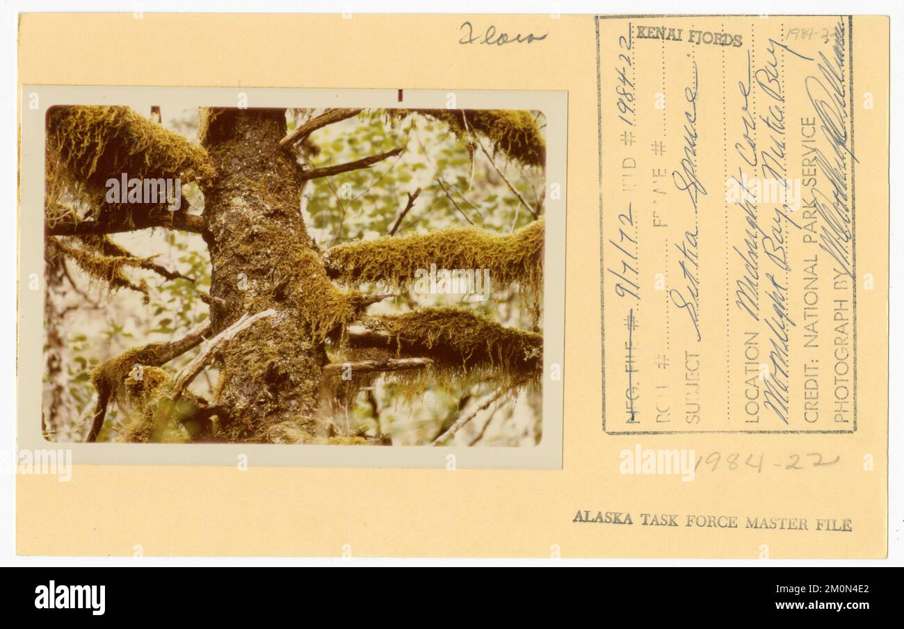 Spruce construction Cut Out Stock Images & Pictures - Alamy